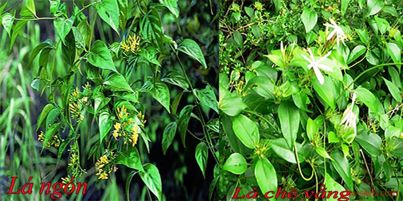 Địa chỉ BÁN CHÈ VẰNG|CHÈ VẰNG SẺ giảm cân lợi sữa|CHÈ VẰNG SẺ