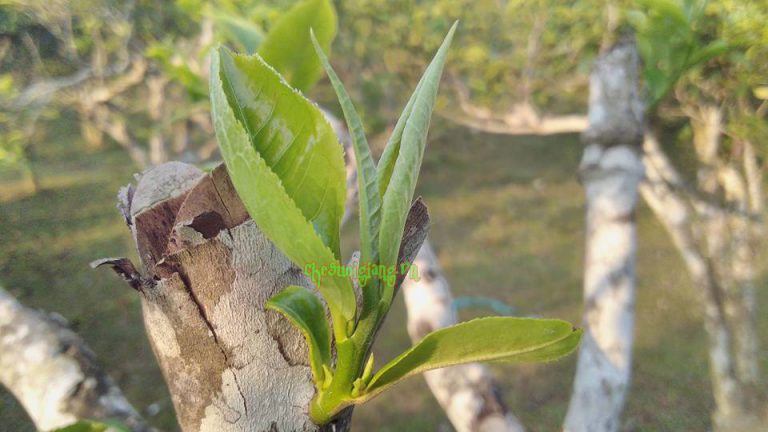 SHAN TUYET TAY CON LINH TEA, HA GIANG PROVINCIAL - Chè Duy Thịnh - Chè Sạch